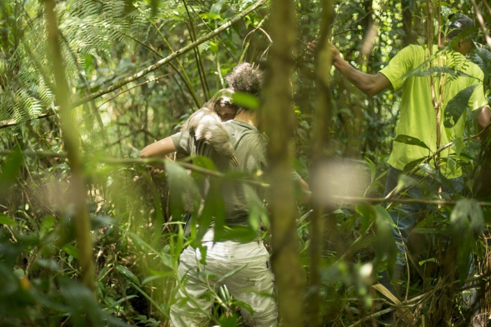 Stunning Photos Show Rescuers Saving A Sloth - The Dodo