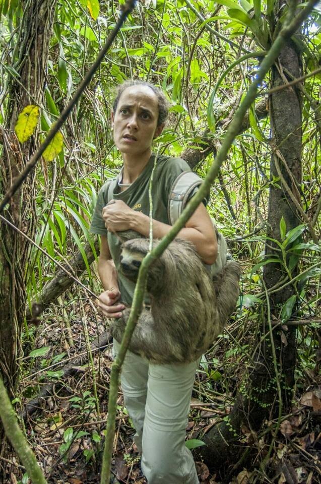 Stunning Photos Show Rescuers Saving A Sloth - The Dodo