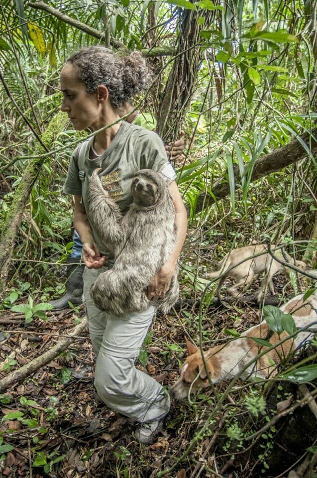 Stunning Photos Show Rescuers Saving A Sloth - The Dodo