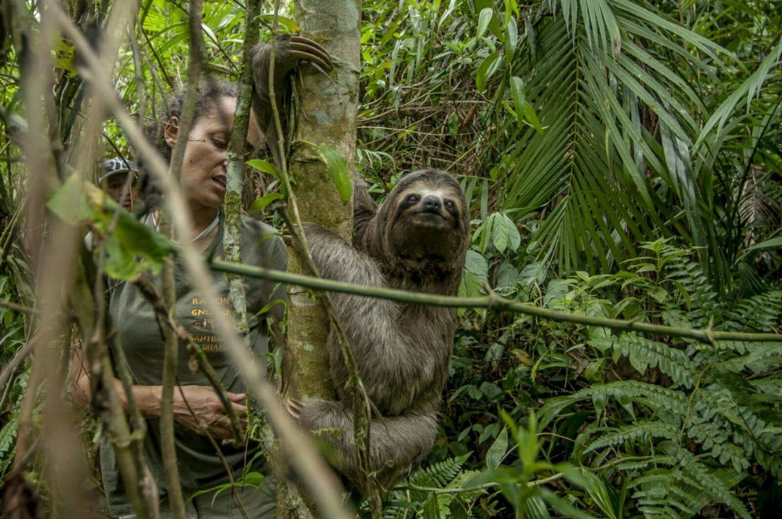 Stunning Photos Show Rescuers Saving A Sloth - The Dodo