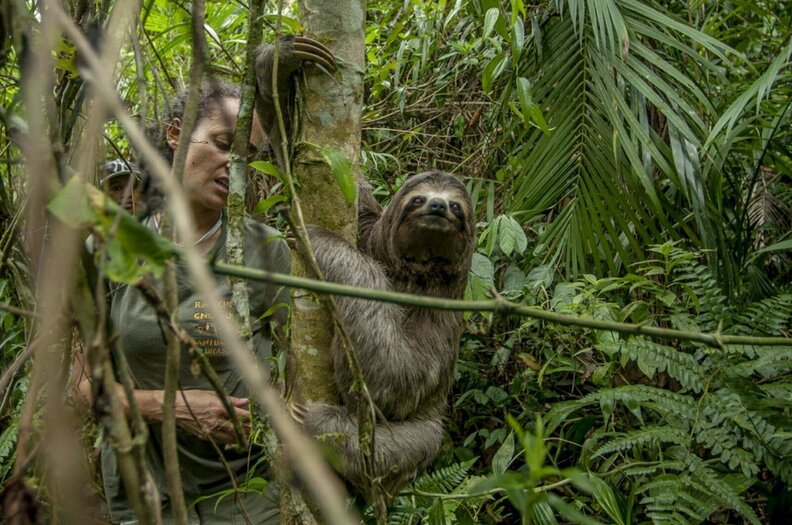 Stunning Photos Show Rescuers Saving A Sloth - The Dodo