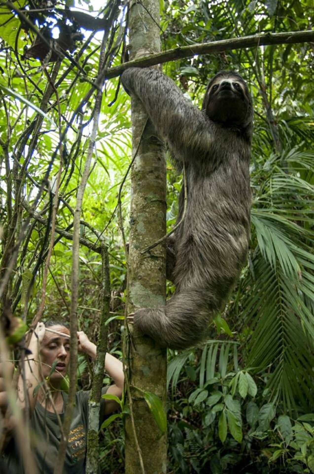 Stunning Photos Show Rescuers Saving A Sloth - The Dodo