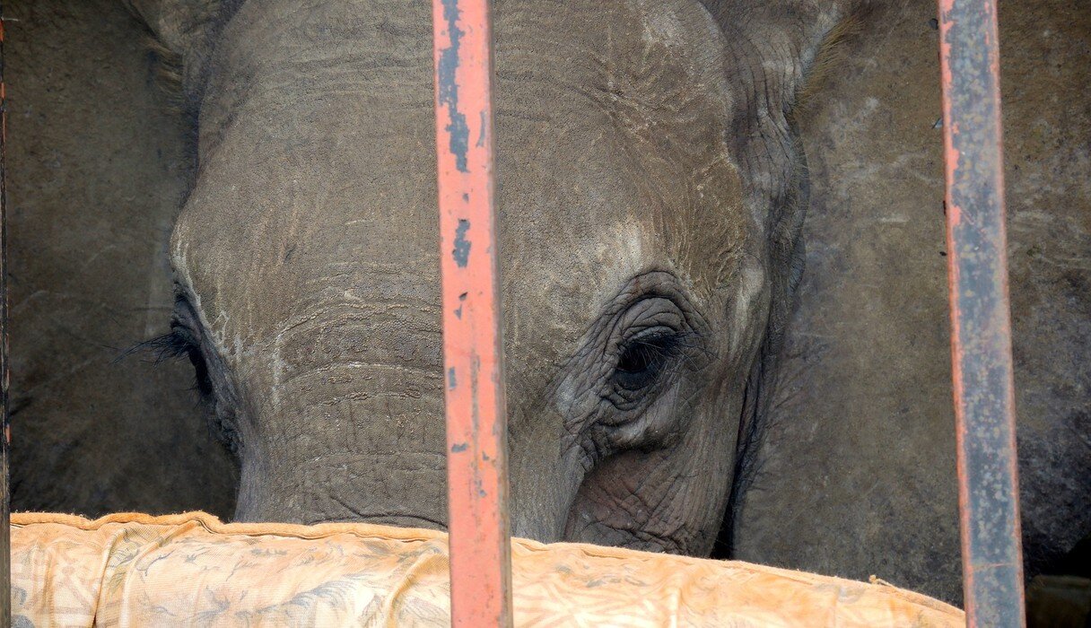 Baby Elephant Found Stranded Alone On An Island - The Dodo