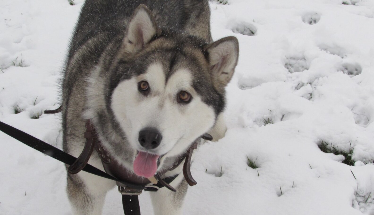 America's Top Dogs: Does Your State Have An Official Canine? - The Dodo