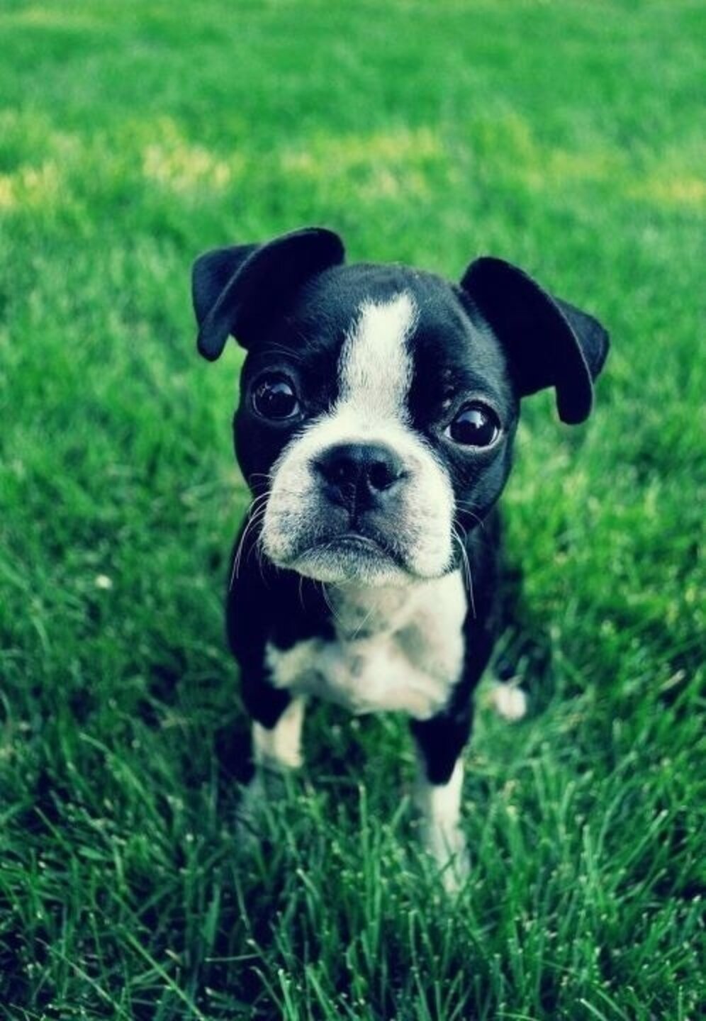 America's Top Dogs: Does Your State Have An Official Canine? - The Dodo