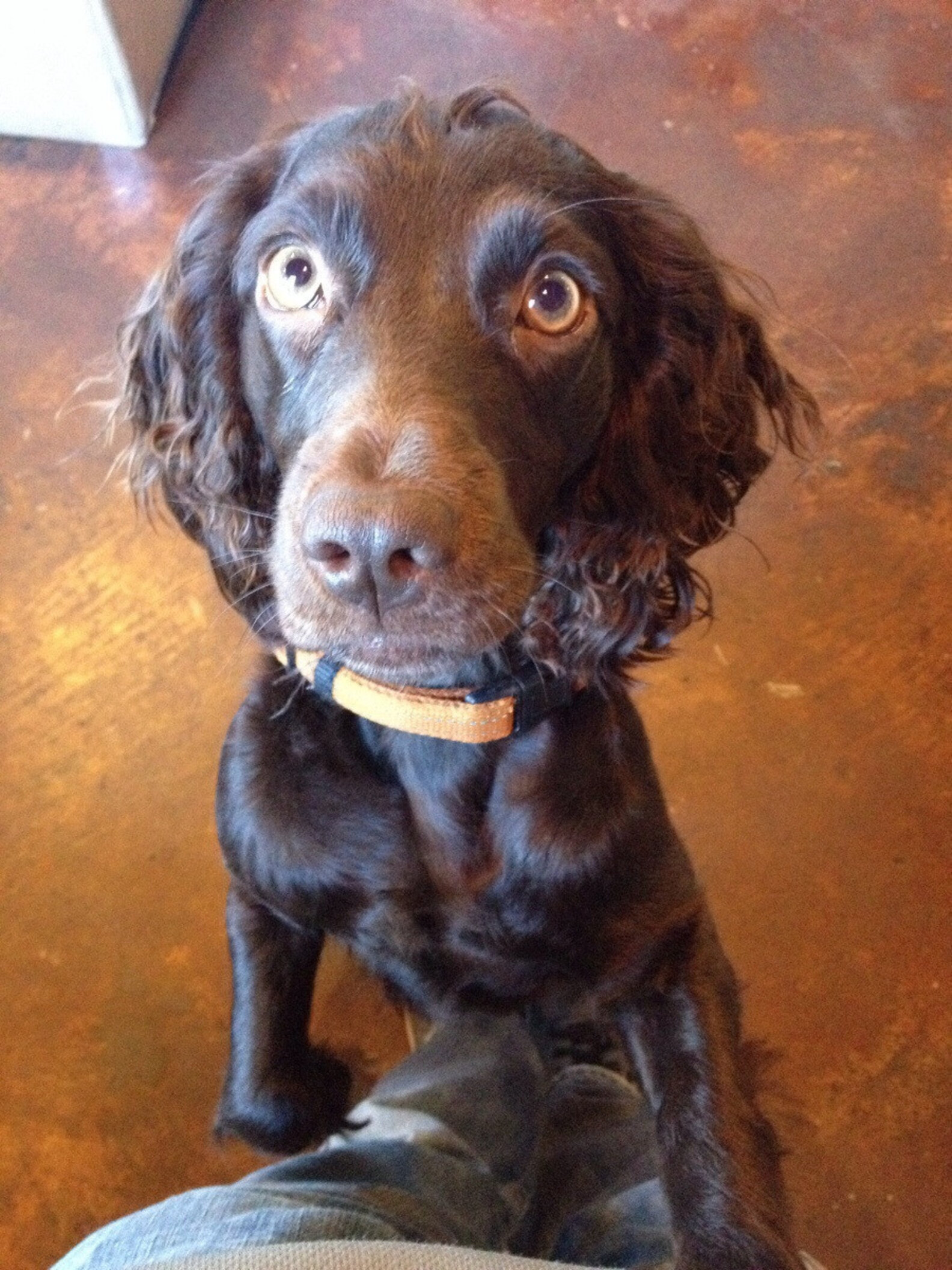 America's Top Dogs: Does Your State Have An Official Canine? - The Dodo