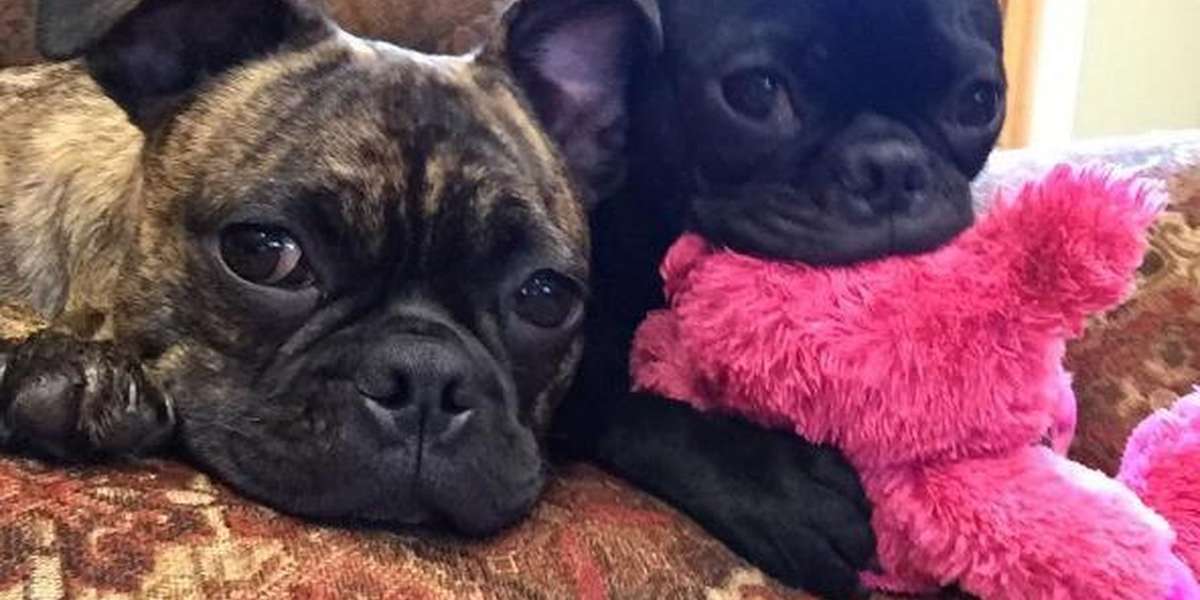 Dog Brothers Separated As Puppies Find Each Other Months Later - The Dodo