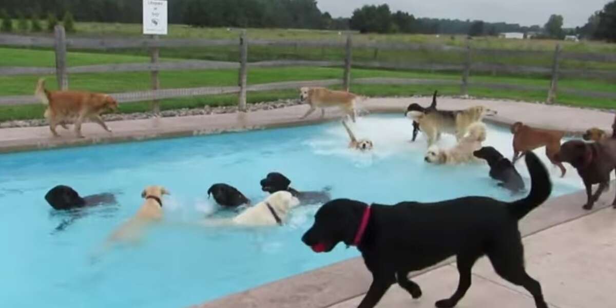 The 15 Greatest Animal GIFs Of 2014 - The Dodo