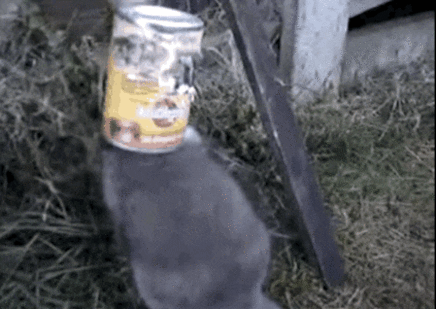 The 15 Greatest Animal GIFs Of 2014 - The Dodo