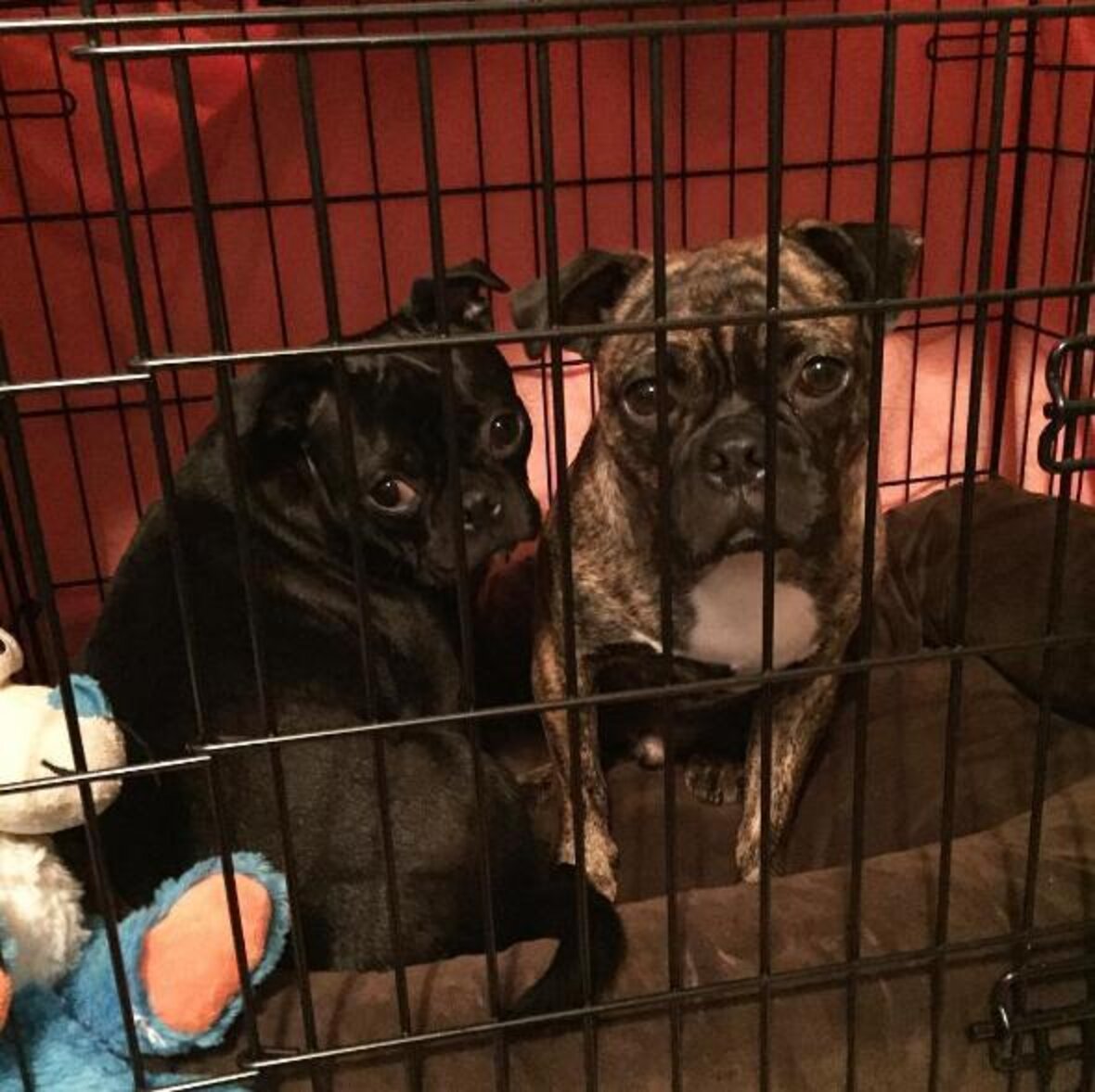 Dog Brothers Separated As Puppies Find Each Other Months Later - The Dodo