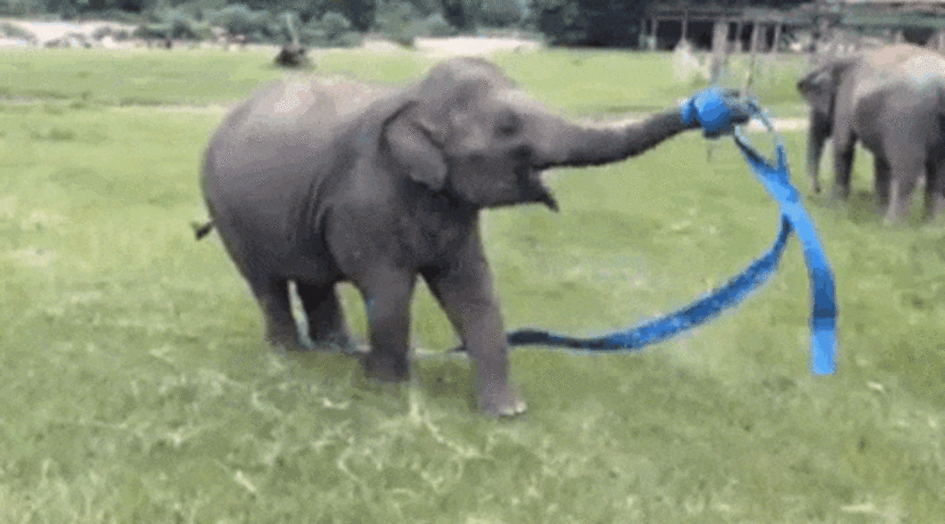 The 15 Greatest Animal GIFs Of 2014 - The Dodo