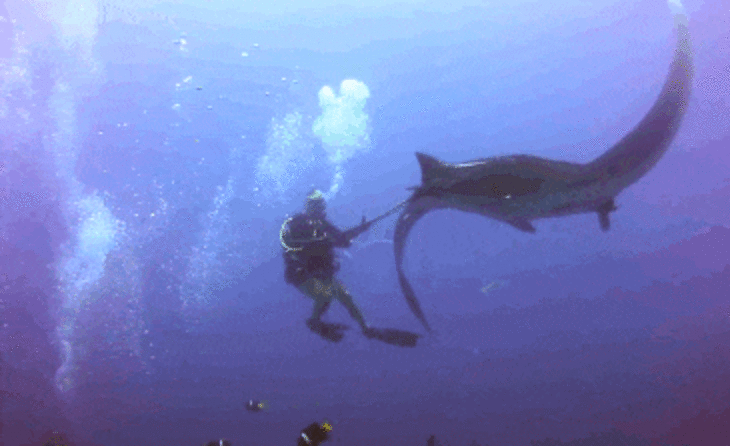 The 15 Greatest Animal GIFs Of 2014 - The Dodo