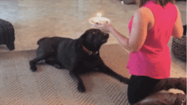 The 15 Greatest Animal GIFs Of 2014 - The Dodo