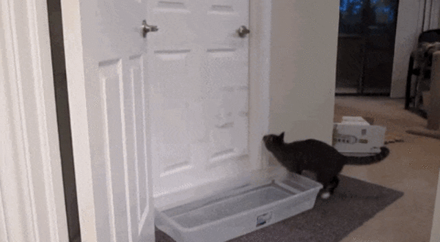 The 15 Greatest Animal GIFs Of 2014 - The Dodo