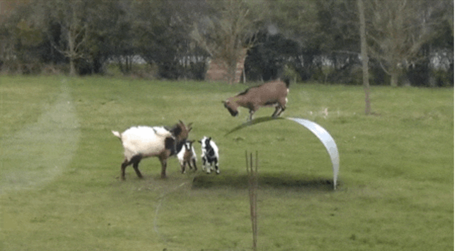 The 15 Greatest Animal GIFs Of 2014 - The Dodo