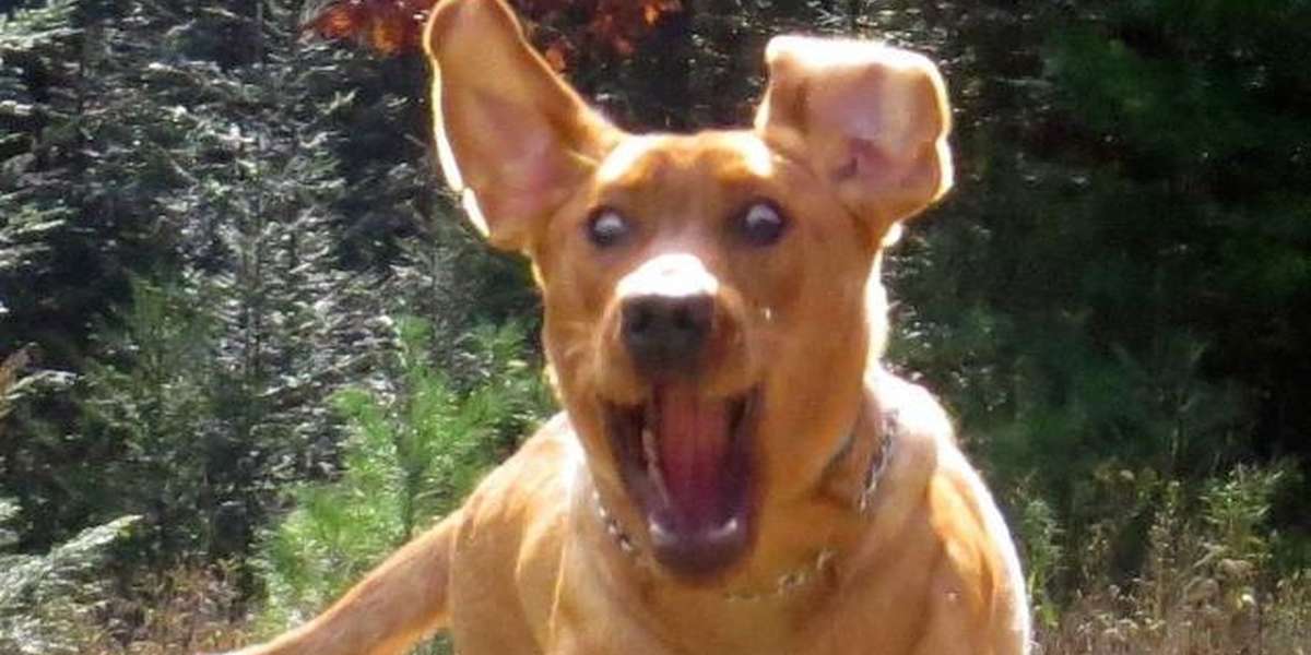 Life's 16 Greatest Mysteries For Dogs - The Dodo