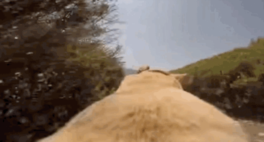 The 15 Greatest Animal GIFs Of 2014 - The Dodo