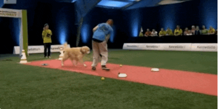 The 15 Greatest Animal GIFs Of 2014 - The Dodo