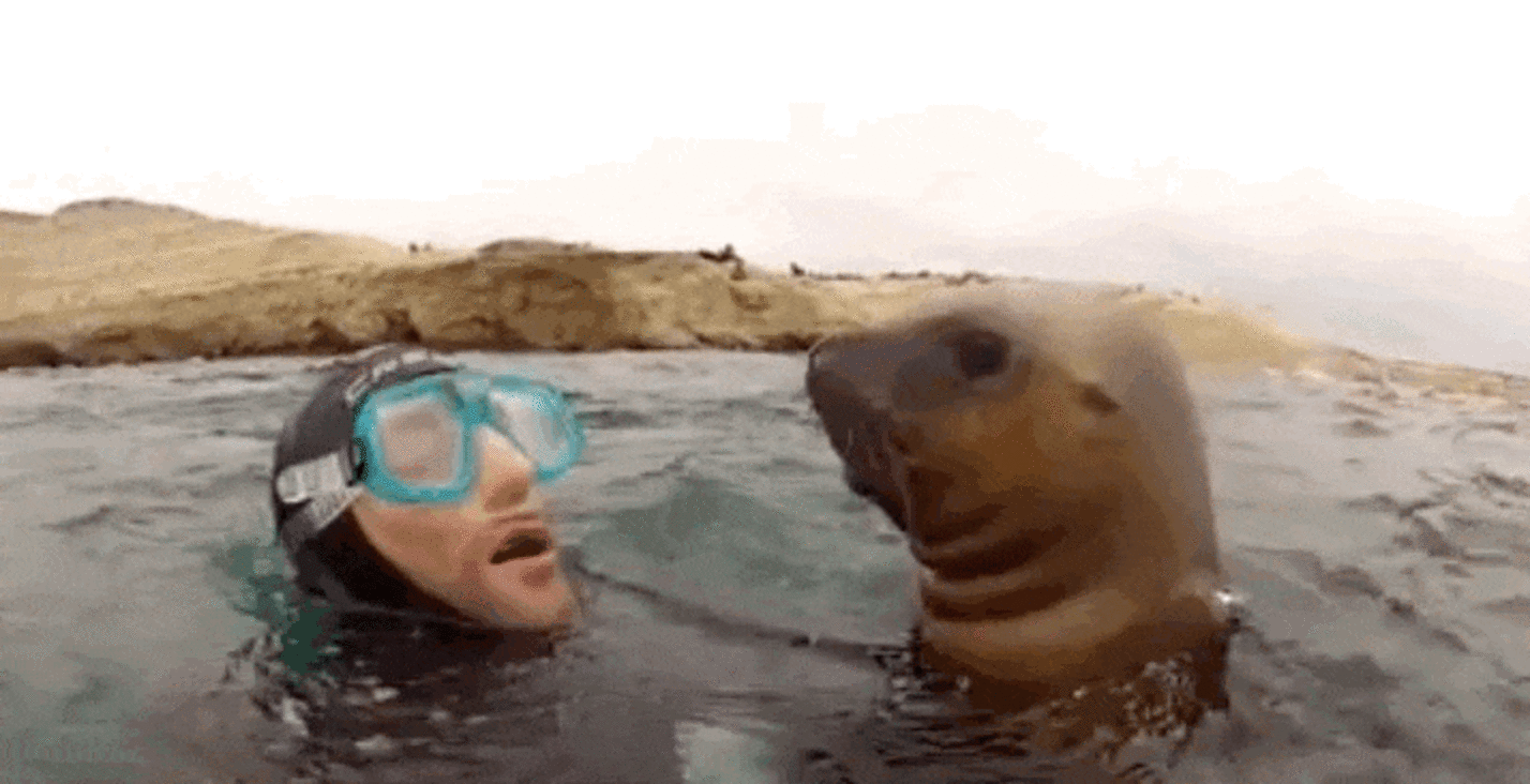 Adorable Video Proves Sea Lions Are The Puppies Of The Sea - The Dodo