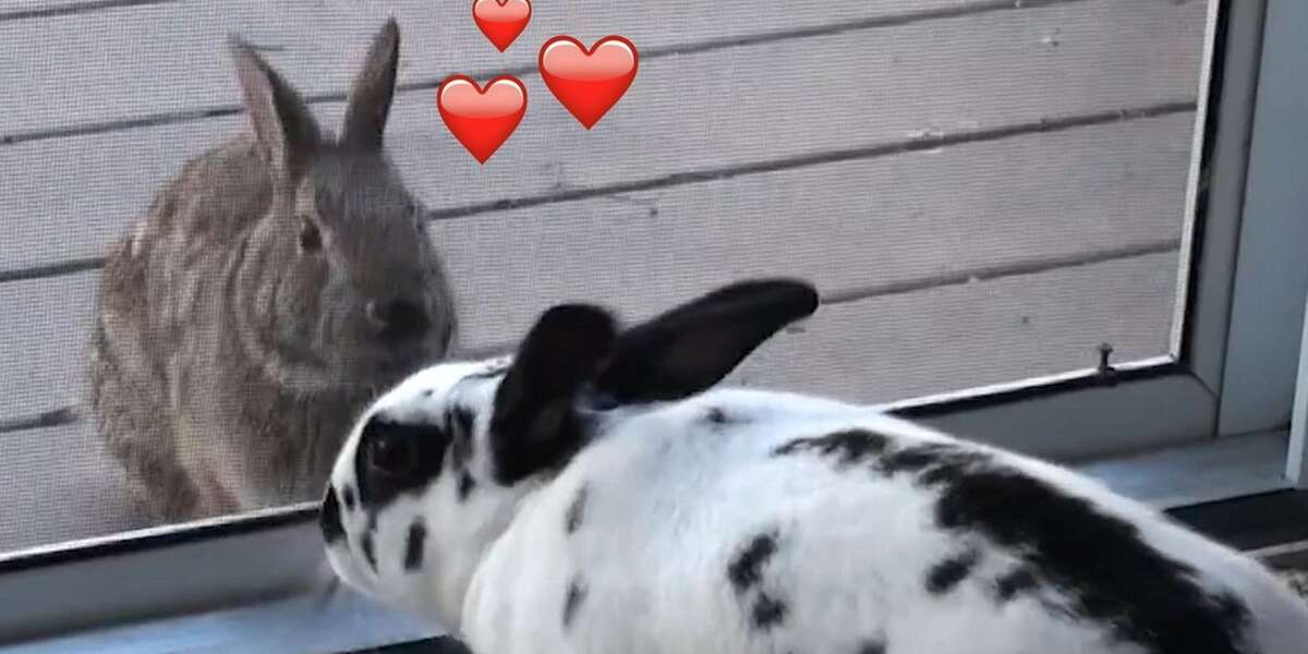 Wild Rabbit Falls Madly In Love With A Pet Bunny - The Dodo