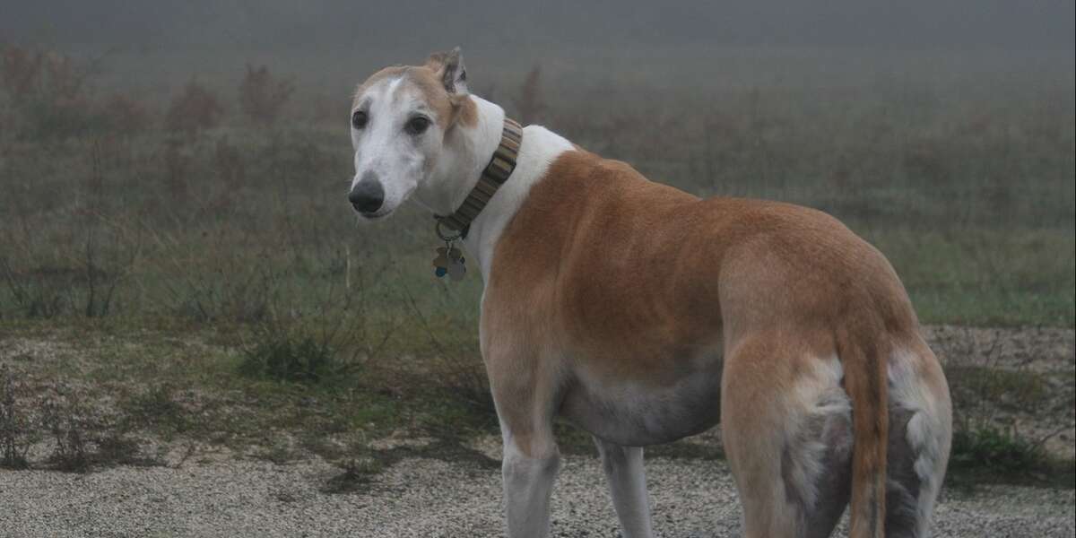 Greyhounds Are The Real Victims At The End Of Spain's Hunting Season ...