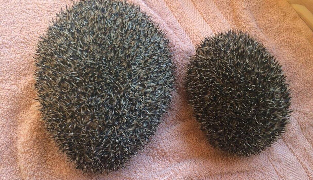 Chubby Hedgehog Gets Put On A Diet - The Dodo