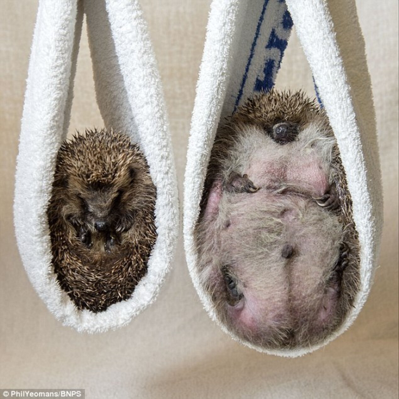 Chubby Hedgehog Gets Put On A Diet - The Dodo