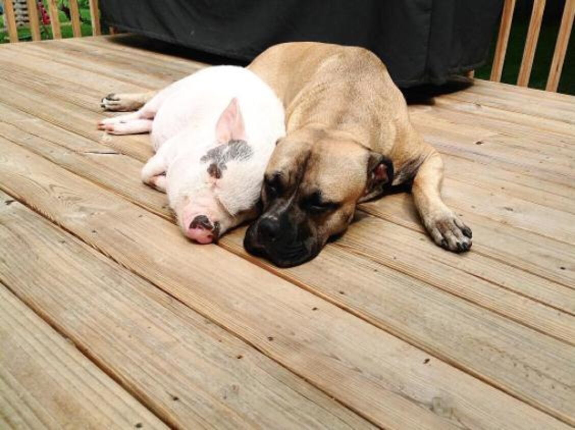 Pig And Pit Bull Are Obsessed With The Family's New Dog - The Dodo