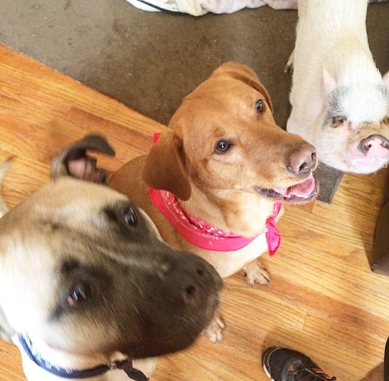 Pig And Pit Bull Are Obsessed With The Family's New Dog - The Dodo