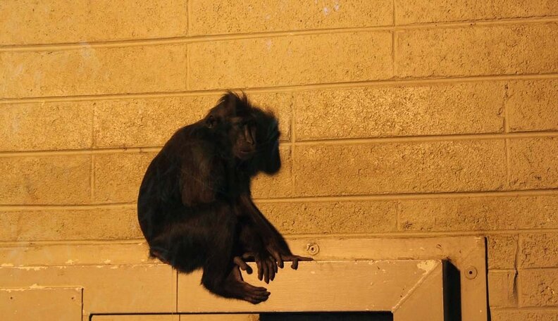 Inside the Mind of an "Anti-Zoo Fundamentalist" - The Dodo