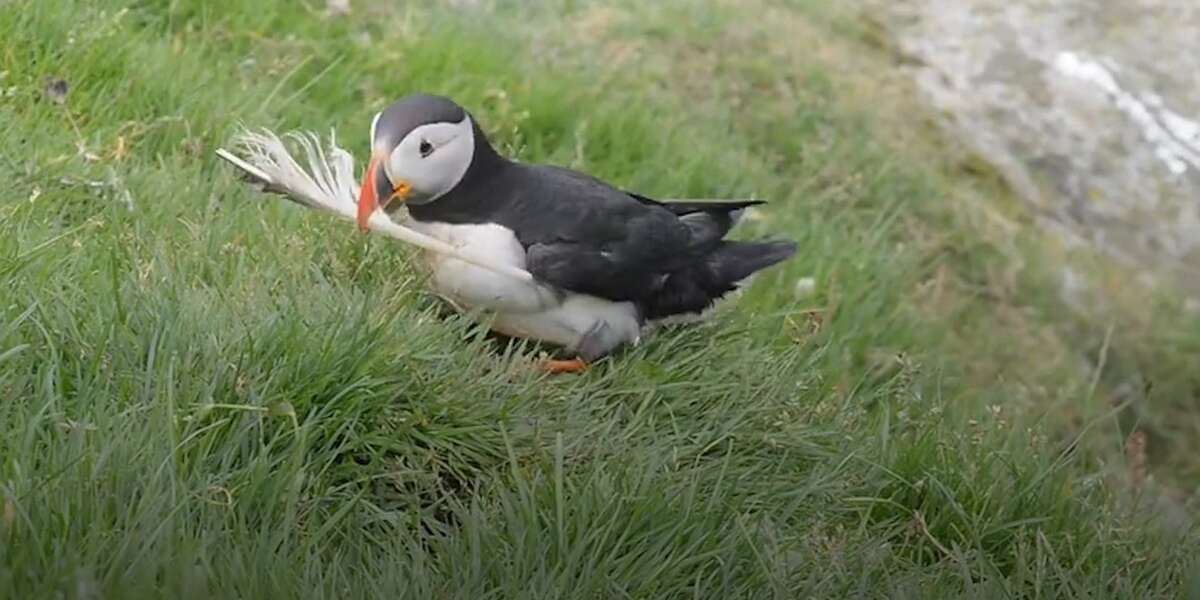 Puffin Won’t Stop Trying To Bury A Feather For His Nest - The Dodo