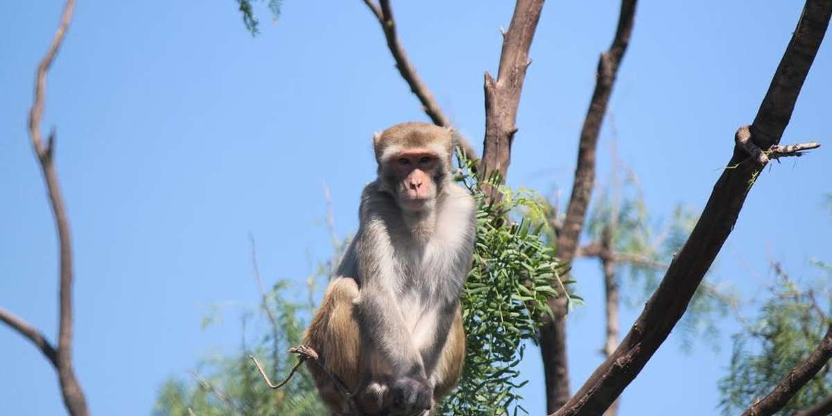 A Day In The Life At A Monkey Sanctuary - The Dodo