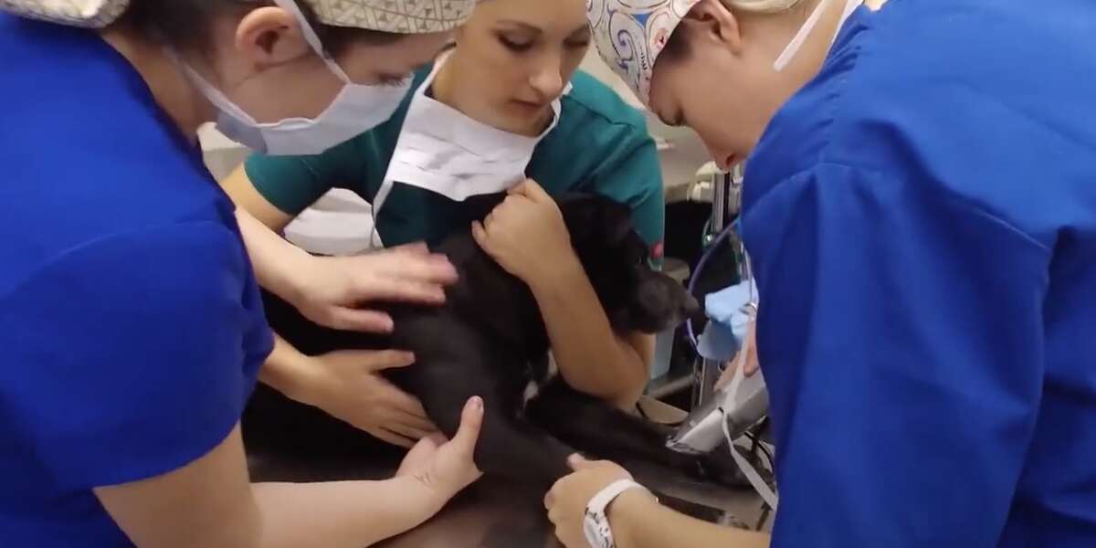 Synthetic Dogs Could Save Thousands Of Lives - The Dodo