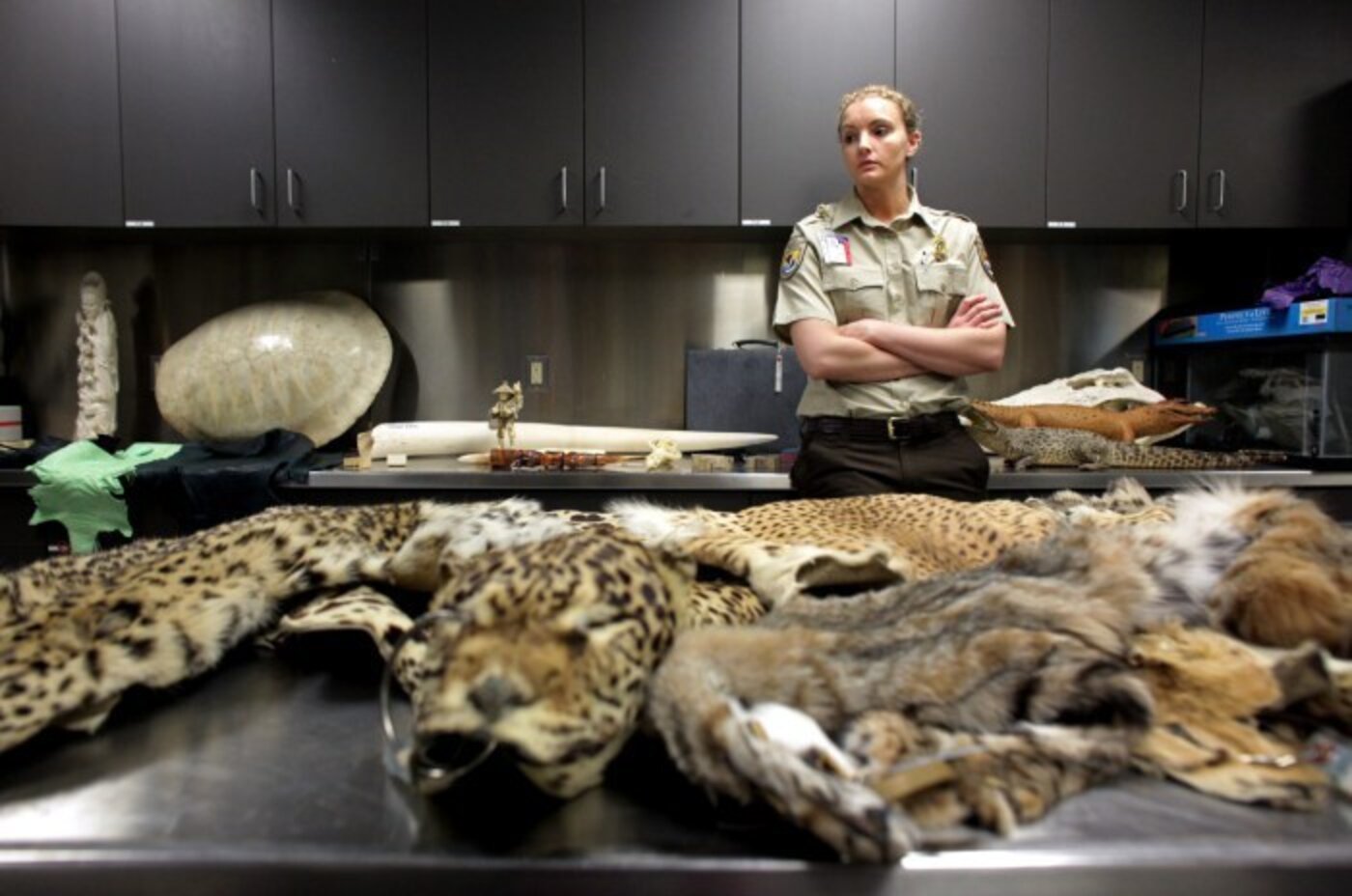 US Struggles To Tackle Wildlife Trafficking - The Dodo