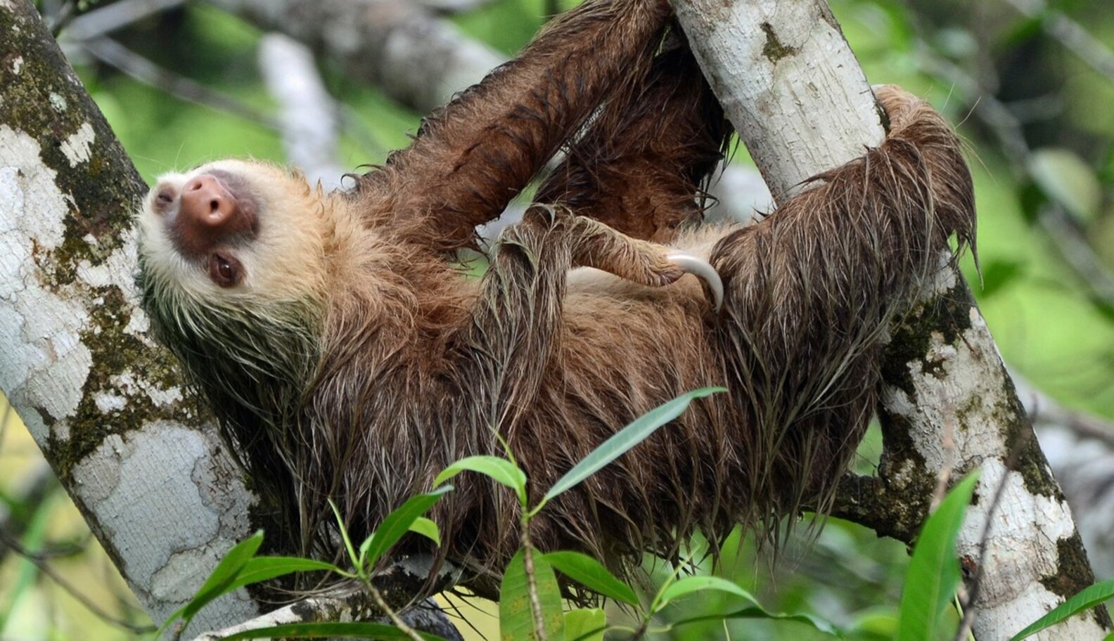 21 Animals Who Know Being Single Is Awesome - The Dodo