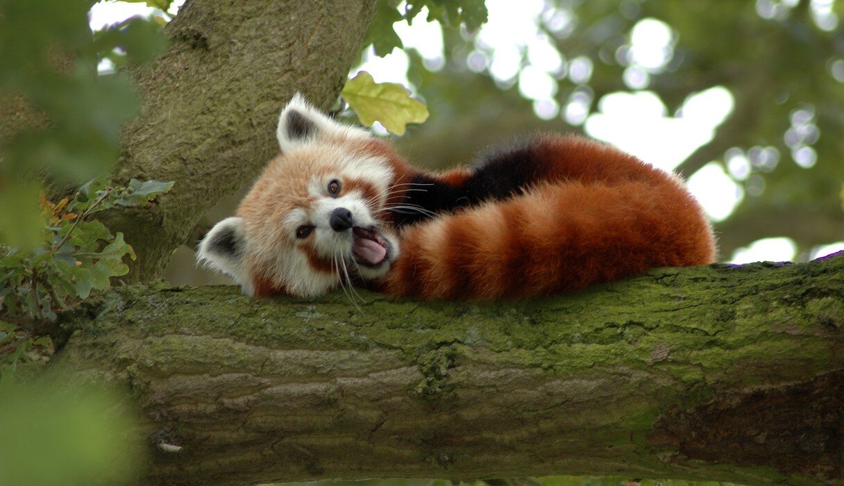 21 Animals Who Know Being Single Is Awesome - The Dodo