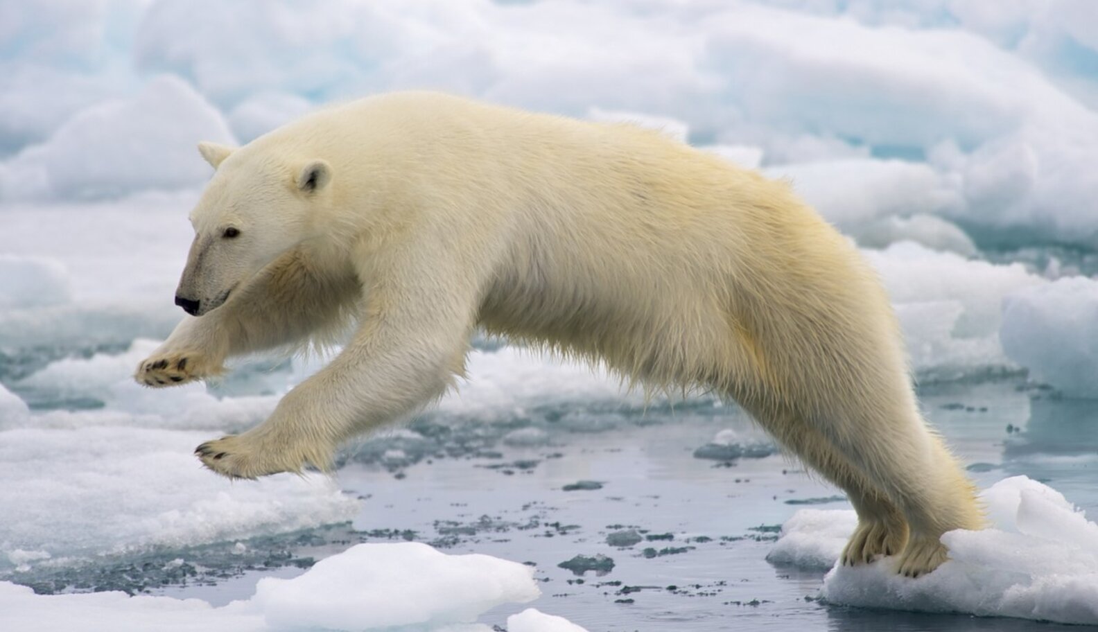 21 Animals Who Know Being Single Is Awesome - The Dodo