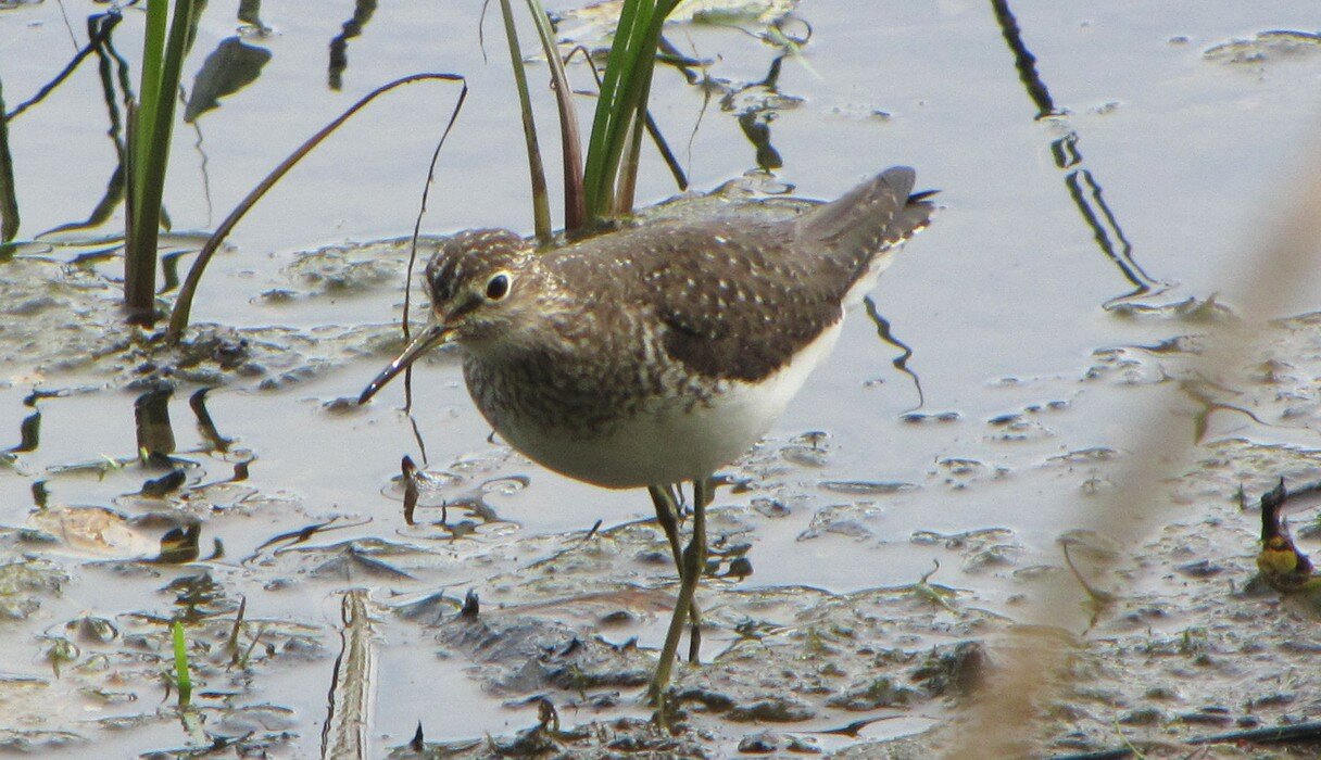 21 Animals Who Know Being Single Is Awesome - The Dodo