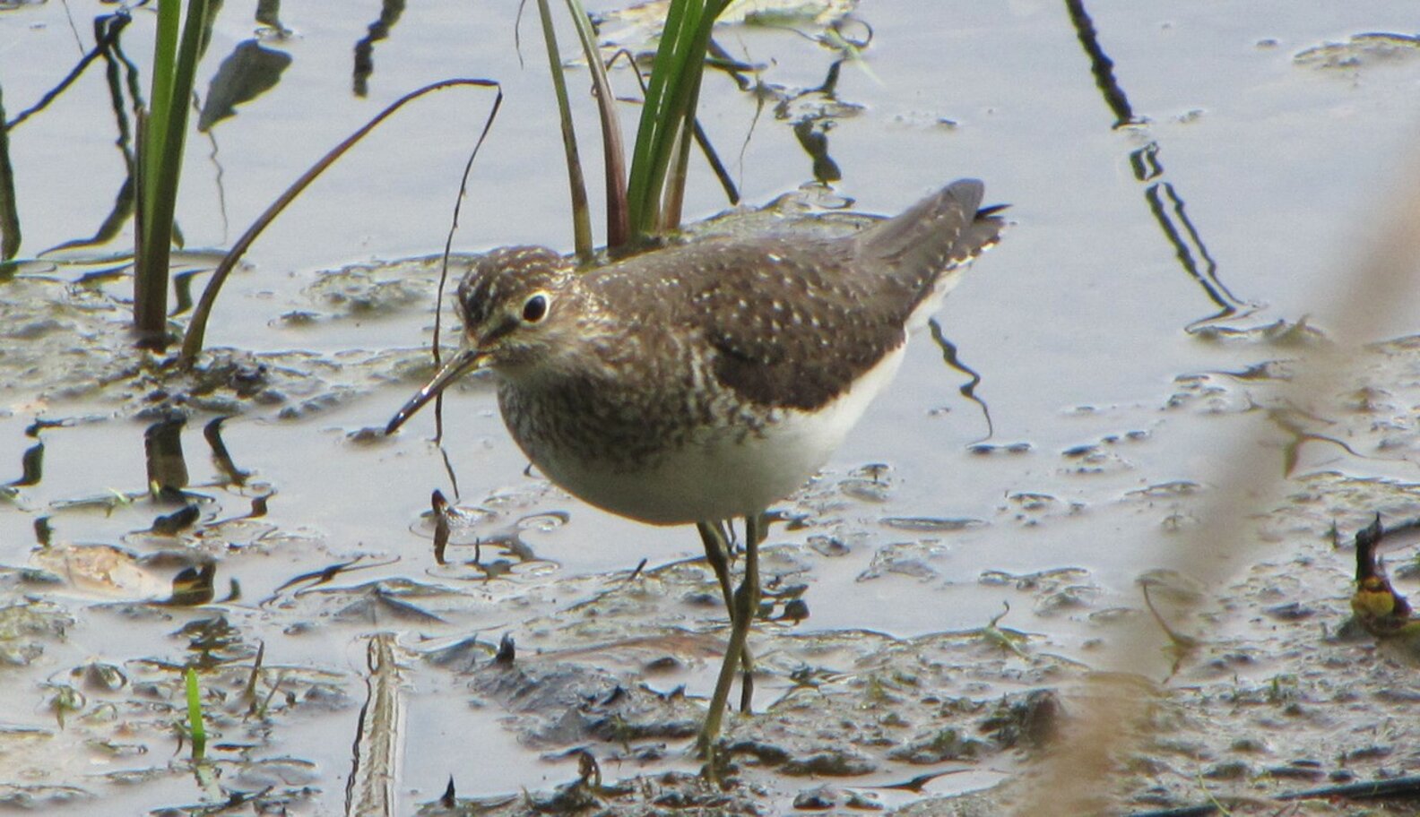 21 Animals Who Know Being Single Is Awesome - The Dodo