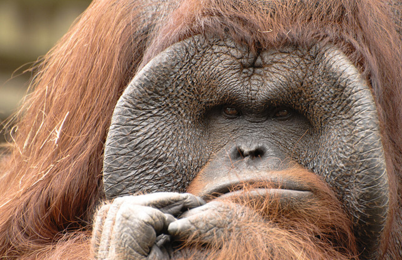 21 Animals Who Know Being Single Is Awesome - The Dodo