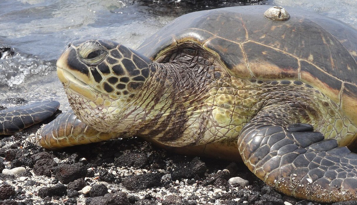 21 Animals Who Know Being Single Is Awesome - The Dodo