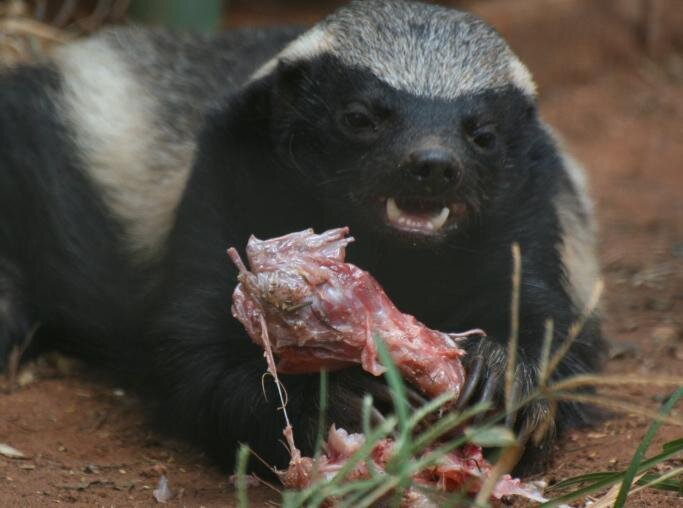 21 Animals Who Know Being Single Is Awesome - The Dodo