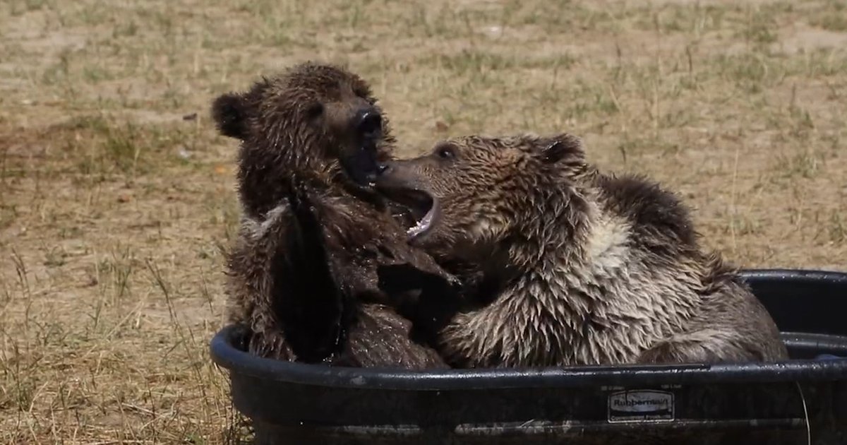 Bears Love Taking Their Bath Together - The Dodo