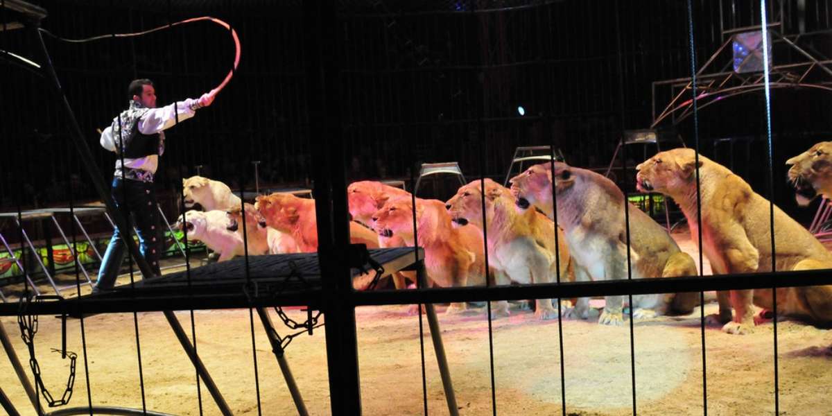 Mexico's Congress Votes To Ban Animal Circuses As U.S. Lags Behind ...