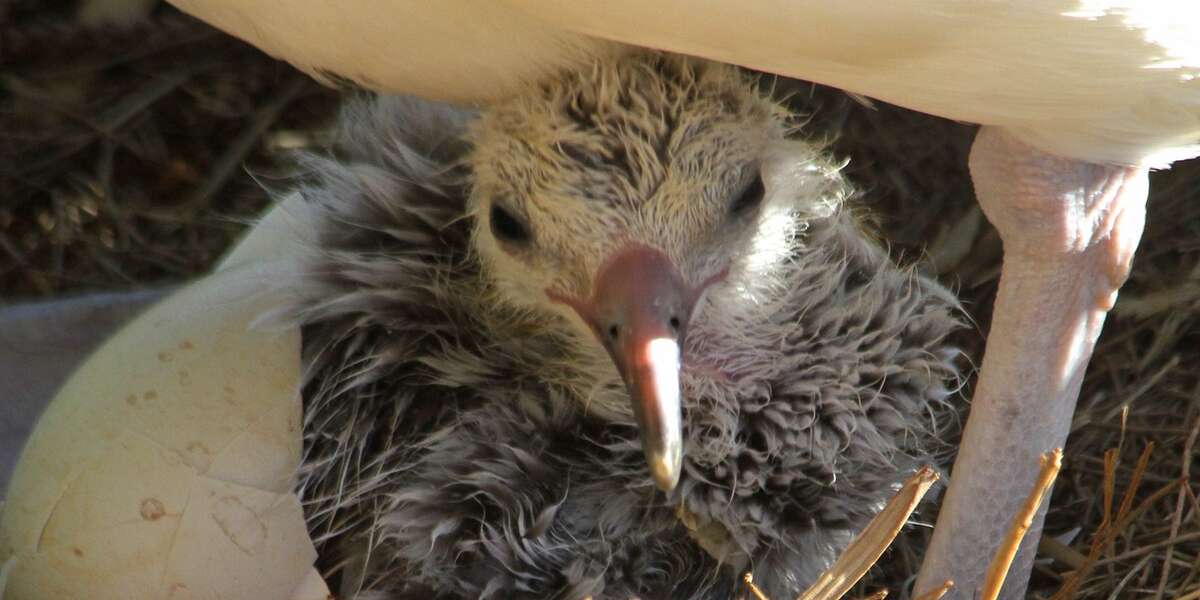 Watch A Baby Bird Grow Up Over The Next Five Months - The Dodo