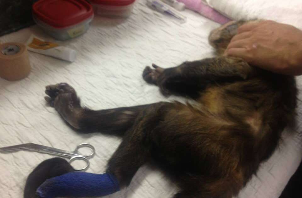 Rescue Capuchin Monkey Who Used To Hurt Himself Now Has A Girlfriend ...