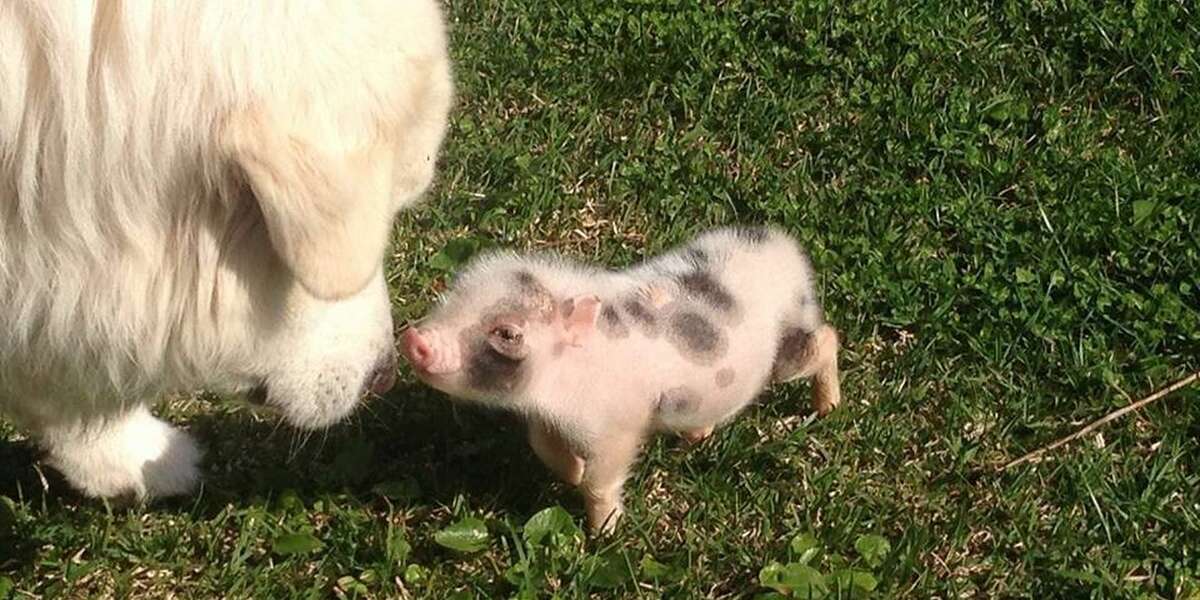 Little Pig Is Pretty Sure She's Really A Puppy - The Dodo