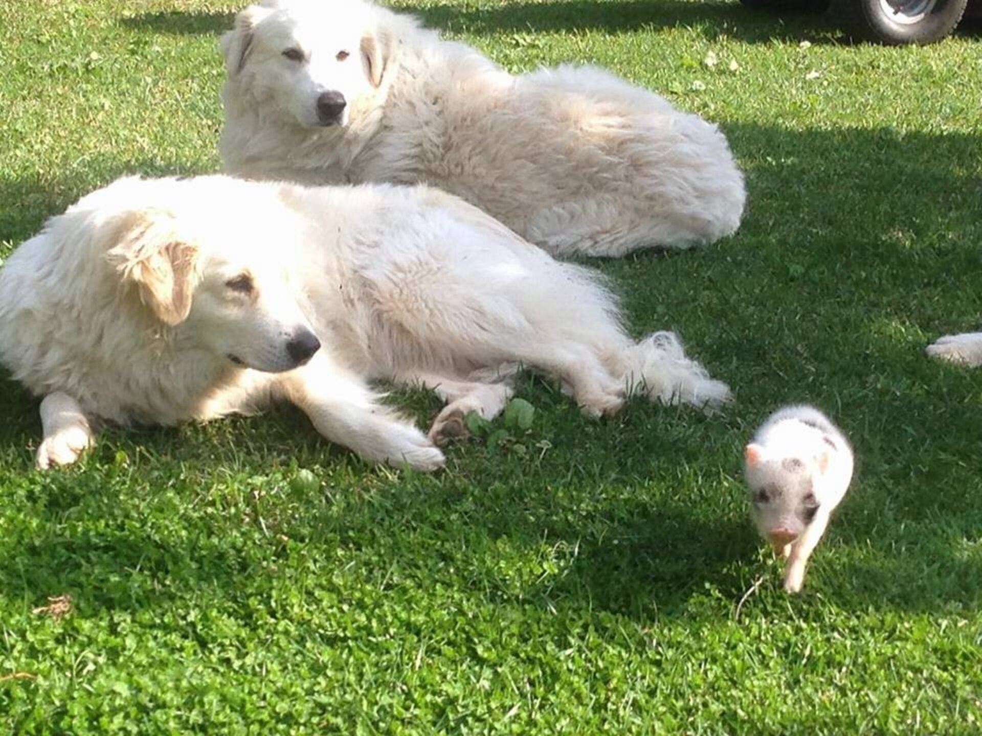 Little Pig Is Pretty Sure She's Really A Puppy - The Dodo