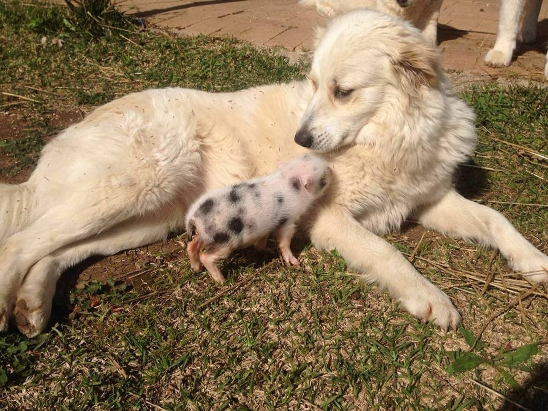 Little Pig Is Pretty Sure She's Really A Puppy - The Dodo