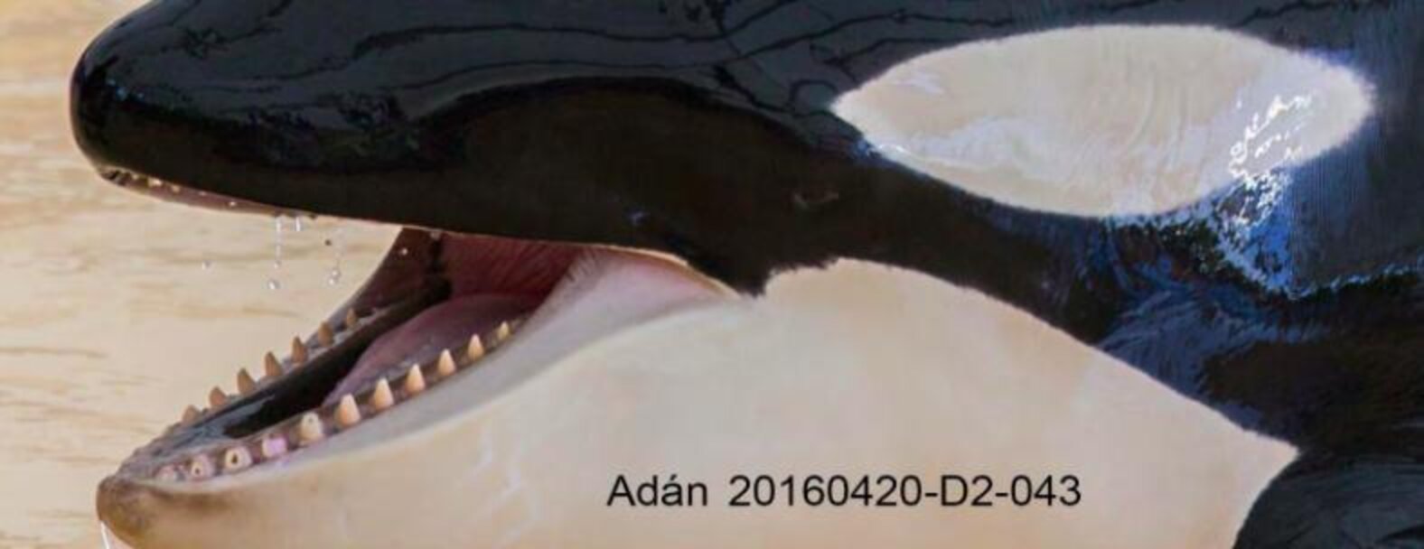 SeaWorld's Orcas Are Attacking Their Tanks — And Losing Their Teeth ...